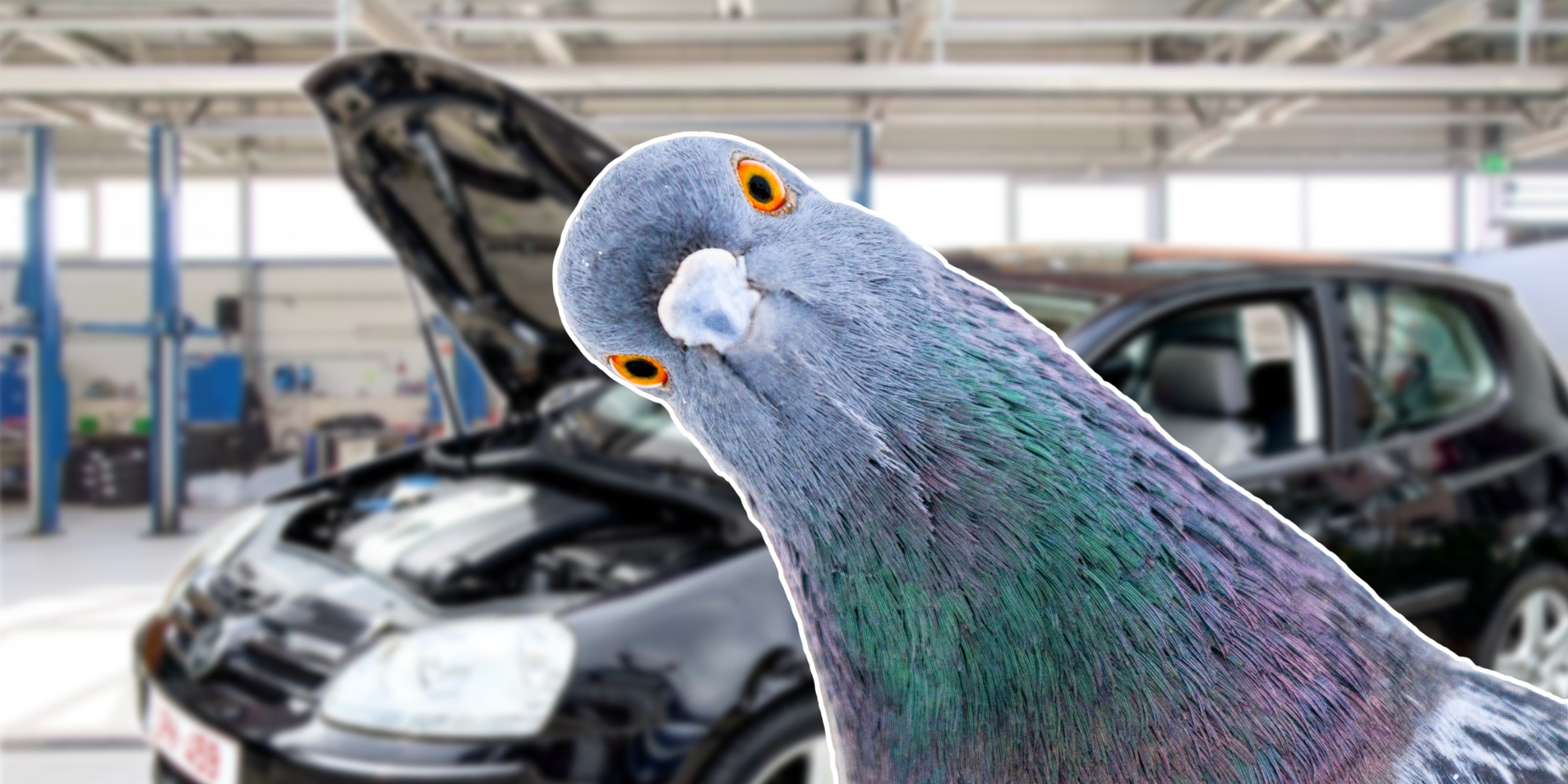 Voiture d’occasion? Ne soyez pas un pigeon! | La Pause Garage